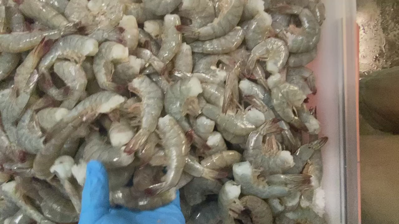 16/20 headless colossal ez peel white shrimp 2 POUND INCREMENTS ...